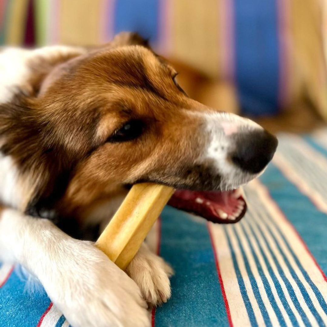 Himalayan Dog Chew | Yak Cheese Chews for Dogs | Tough Dog Chews ...
