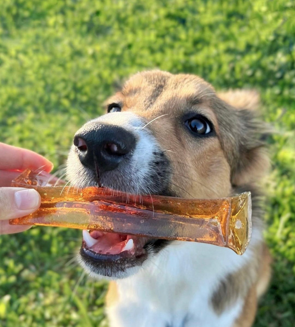 Bone Marrow Chews for Dogs | Australian Made | Log Lasting Dog Chews ...
